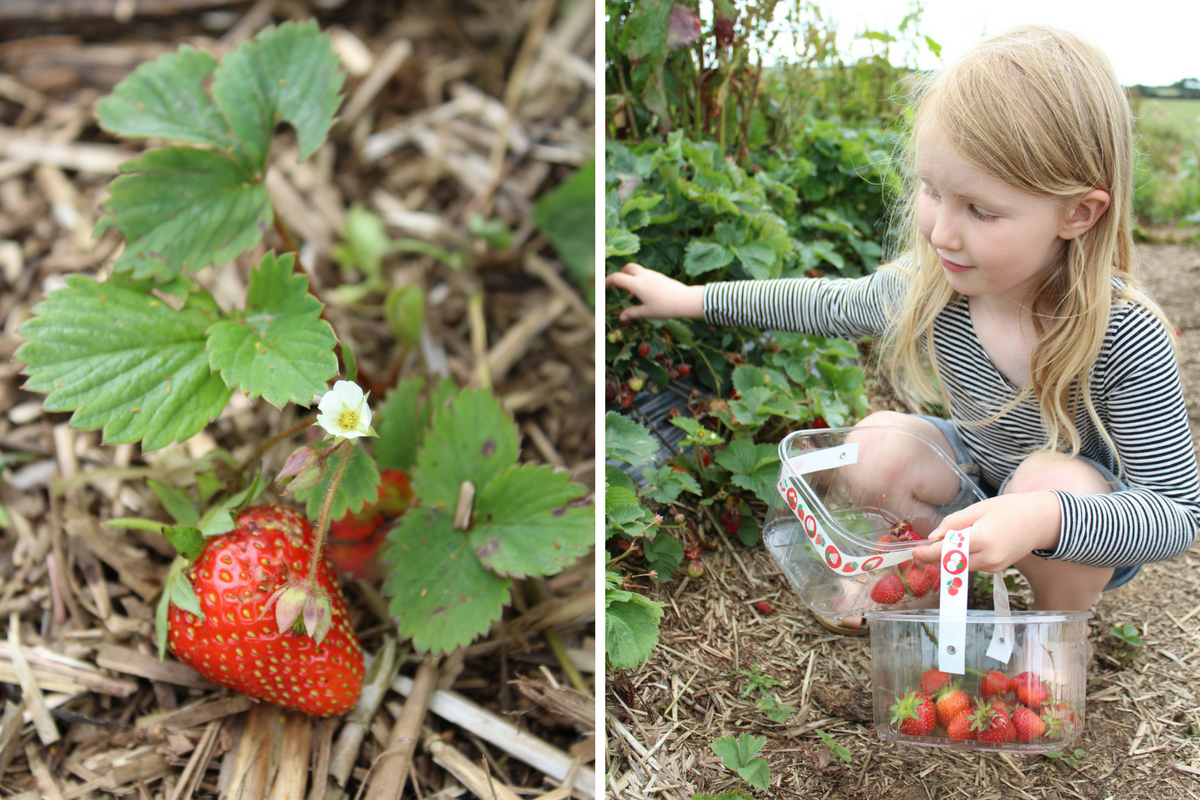 Cornwall: Fruit picking Trevathan Farm | My Cornish Year